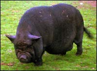 Stuegris spiste kjøkken – NRK Nyttig – Tips, råd og innsikt