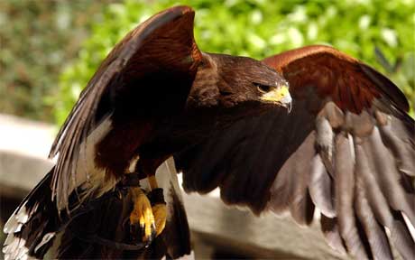 Svensk falk adoptert – NRK Urix – Utenriksnyheter og -dokumentarer