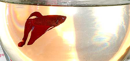Gullfisk I En Bolle