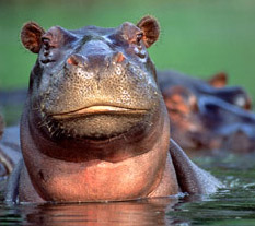 Flodhester på tur i Sibir – NRK Urix – Utenriksnyheter og -dokumentarer