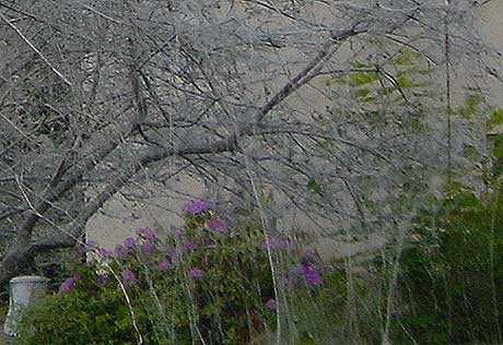 Silkeormer på Strømmen? – Stor-Oslo