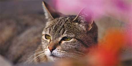 Urinsteiner til pynt og plage – NRK Kultur og underholdning