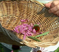 Solhatt – NRK Nyttig – Tips, råd og innsikt