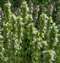 Isop – NRK Nyttig – Tips, råd og innsikt