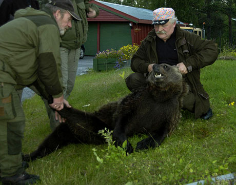 Oppfyller ikke rovdyrmål – NRK Norge – Oversikt over nyheter fra ulike ...
