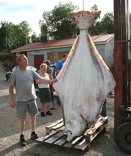 Kanon-kveite på kroken – NRK Nordland