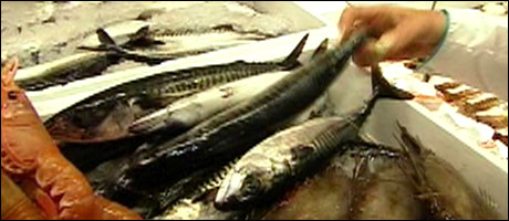 Makrellen har kommet – NRK Kultur og underholdning